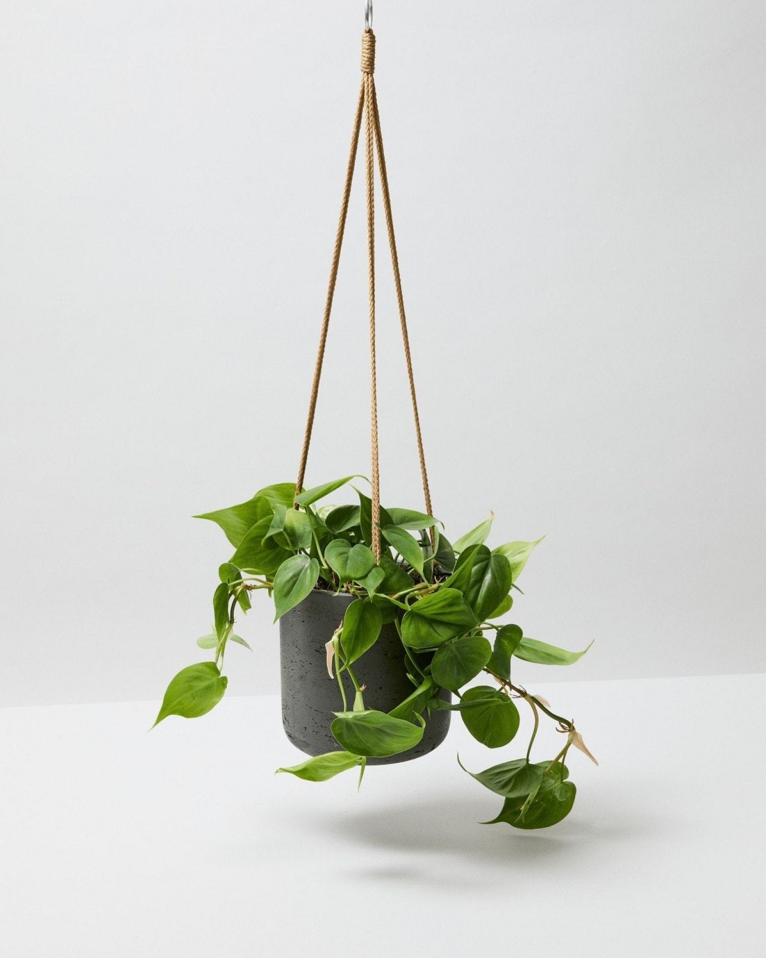 Heart-leaf Philodendron | Philodendron Scandens | Houseplants | The Stem