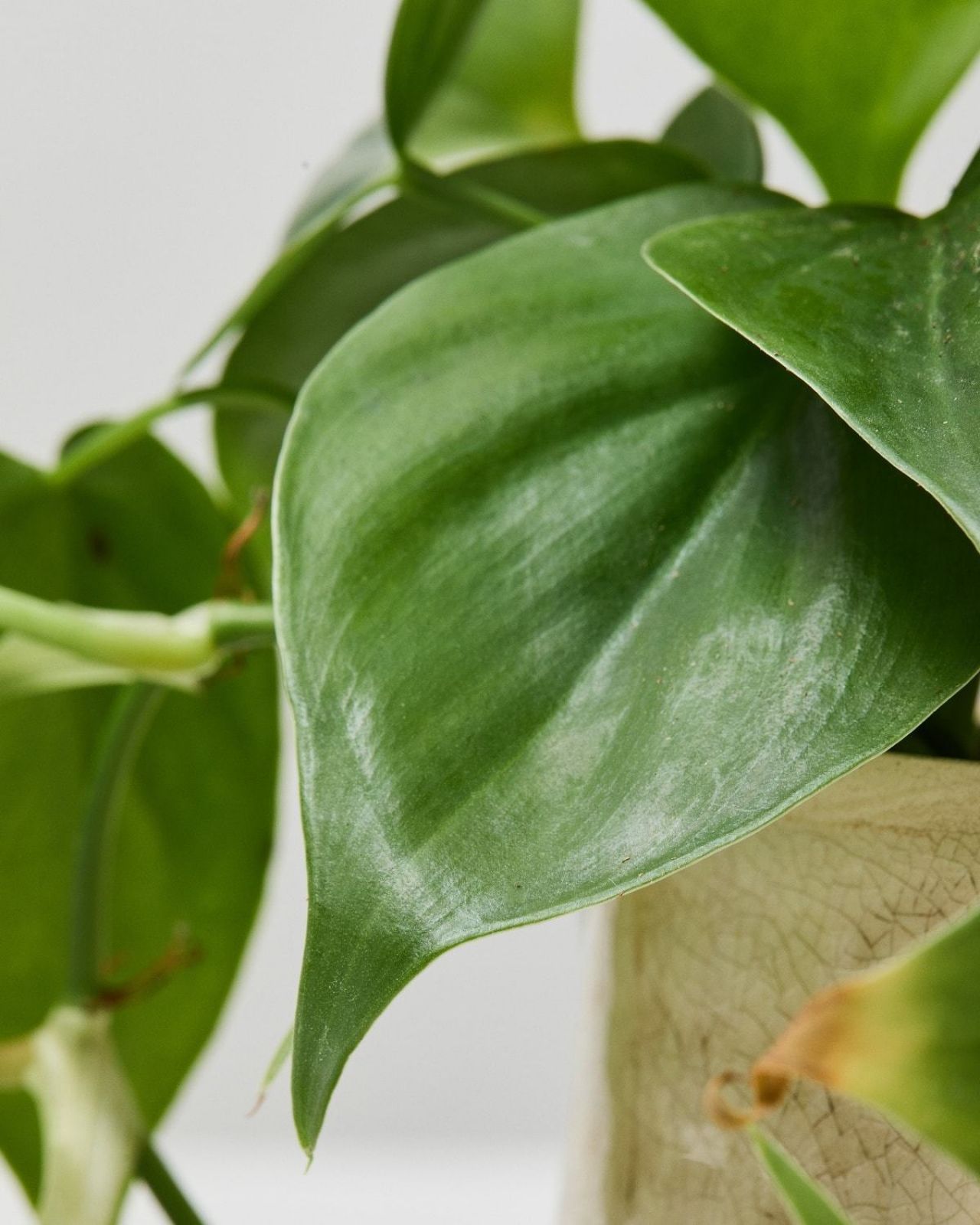 Heart-leaf Philodendron | Philodendron Scandens | Houseplants | The Stem
