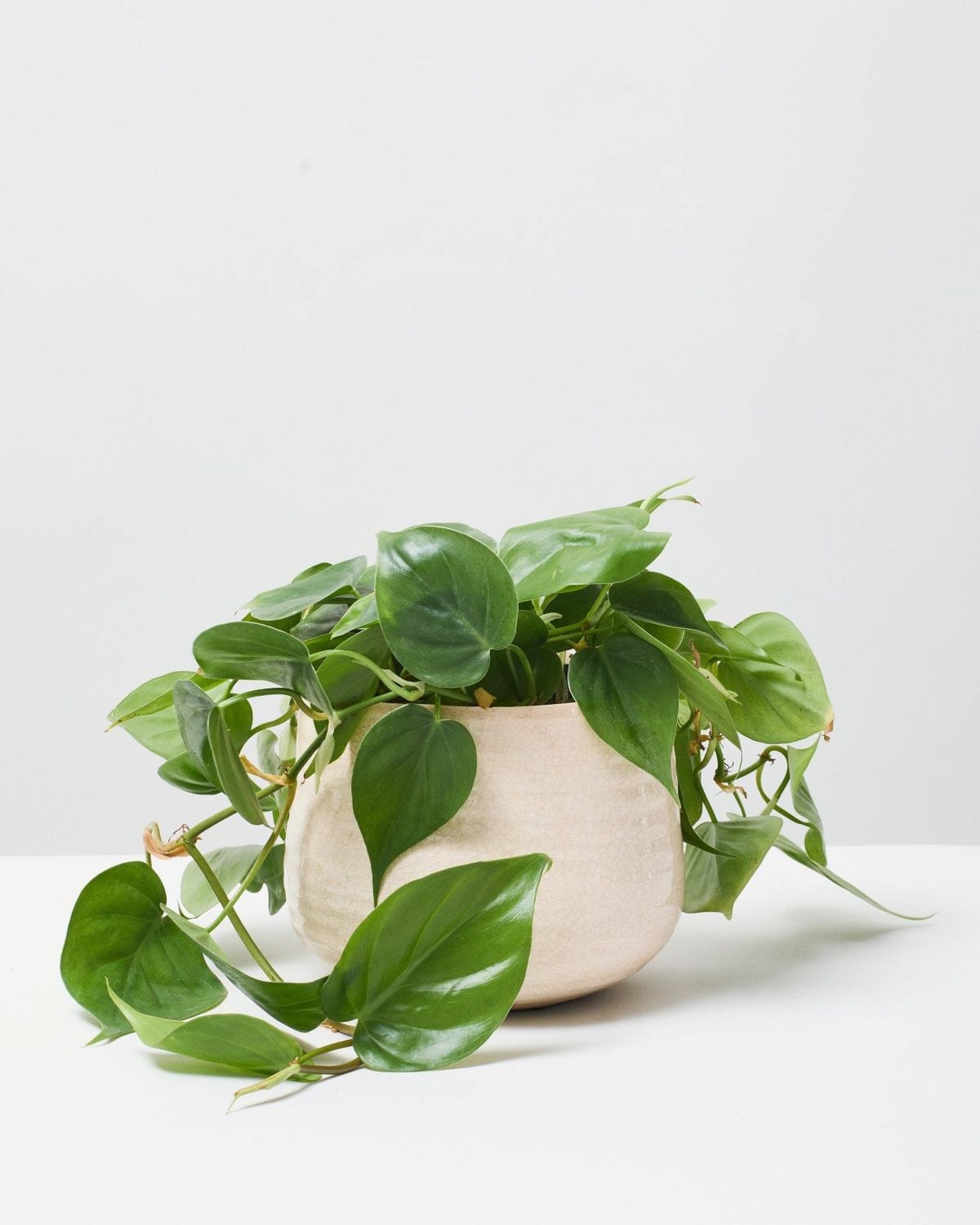Heart-leaf Philodendron | Philodendron Scandens | Houseplants | The Stem
