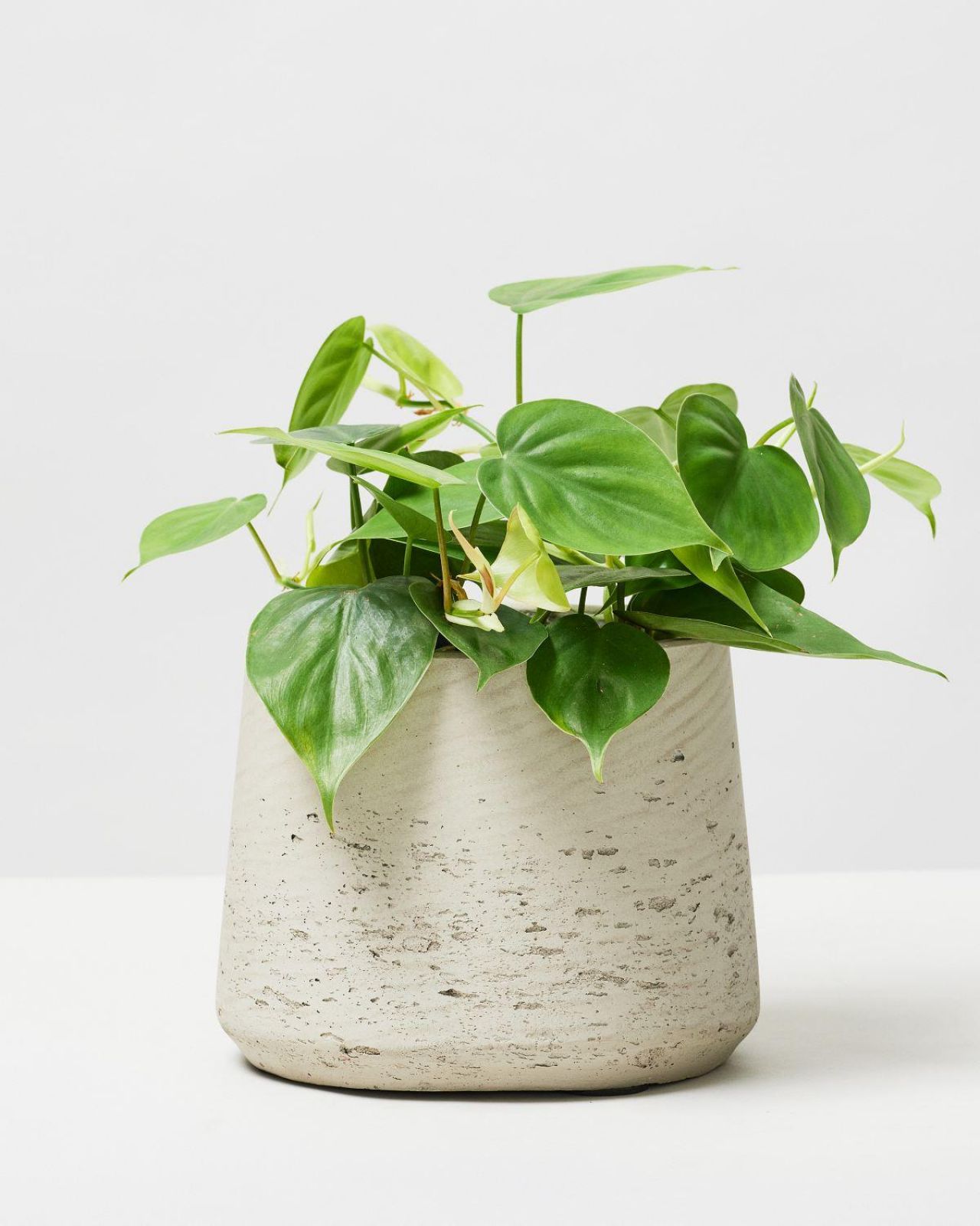 Heart-leaf Philodendron | Philodendron Scandens | Houseplants | The Stem