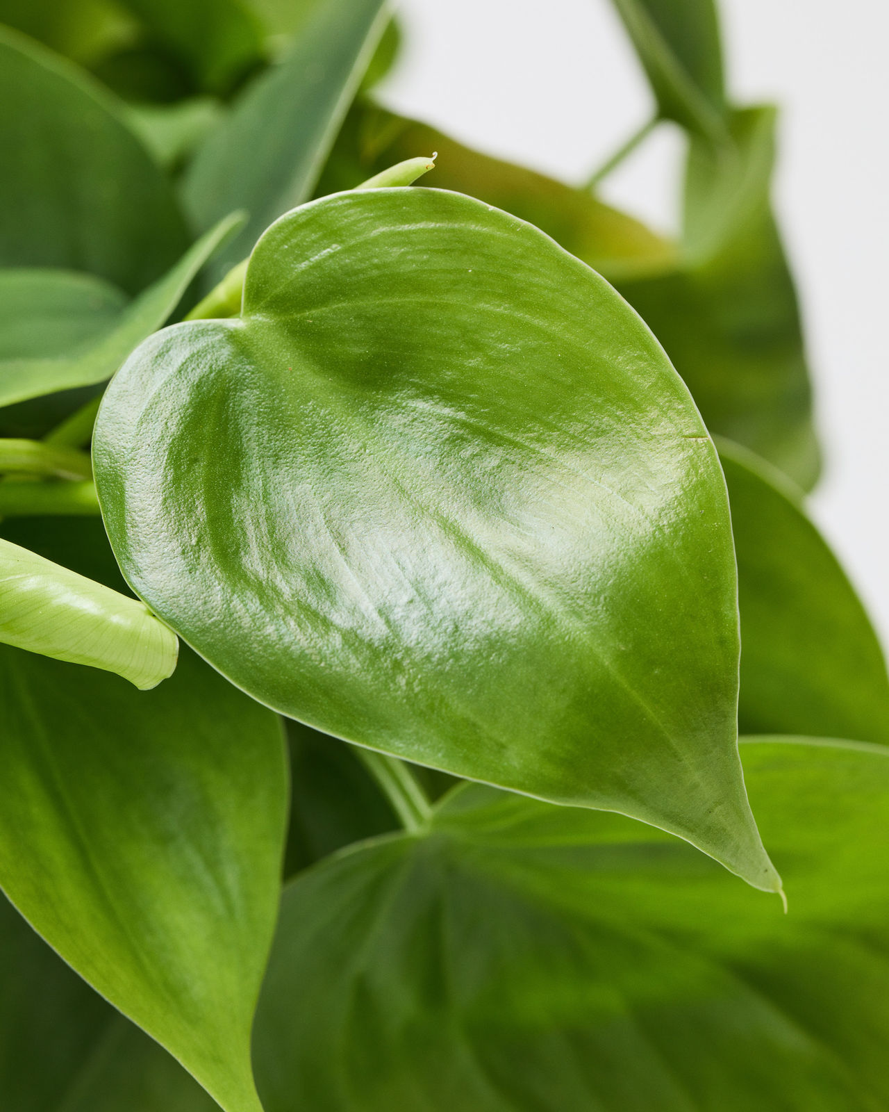 Hanging Philodendron Scandens | Heartleaf Philodendron | The Stem