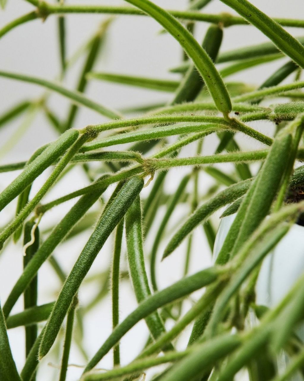 Hoya Linearis | Wax Plant | The Stem