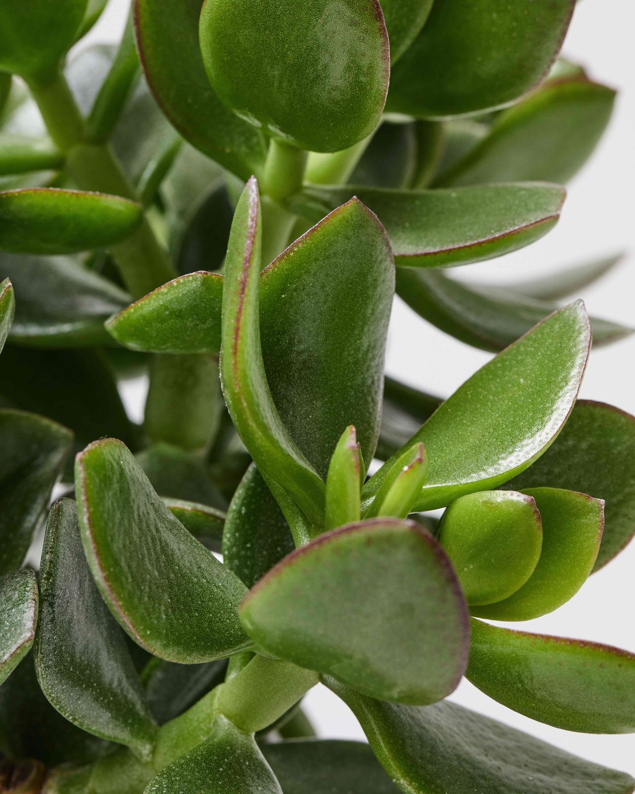 Jade Plant | Crassula Ovata | The Stem