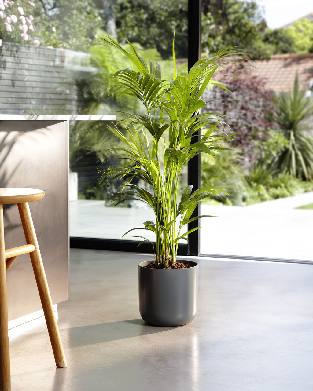 Kentia Palm | Howea Forsteriana | Plant Delivery London | The Stem