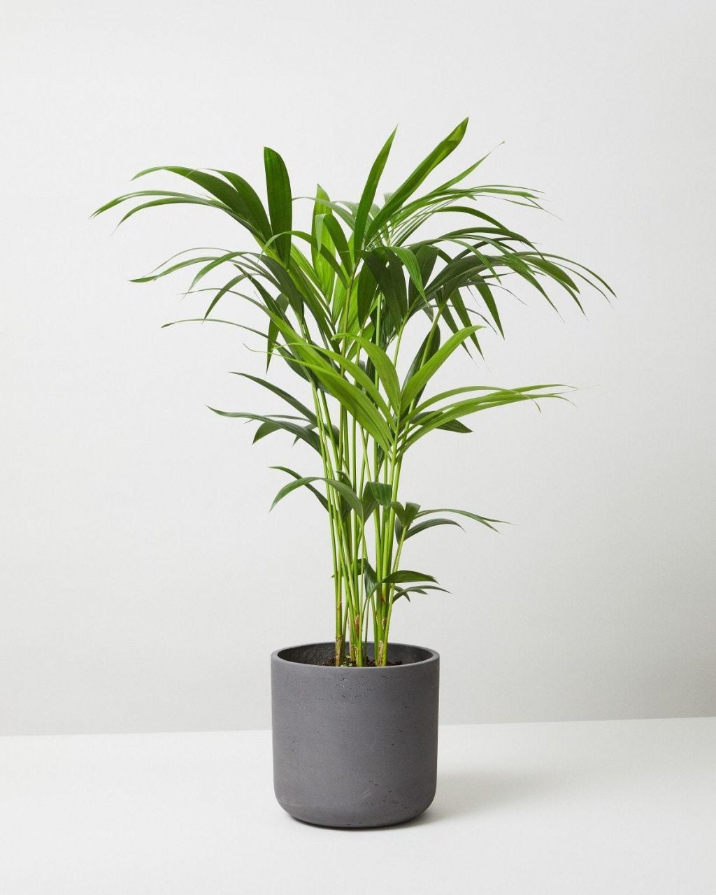 Kentia Palm | Howea Forsteriana | Houseplants | The Stem