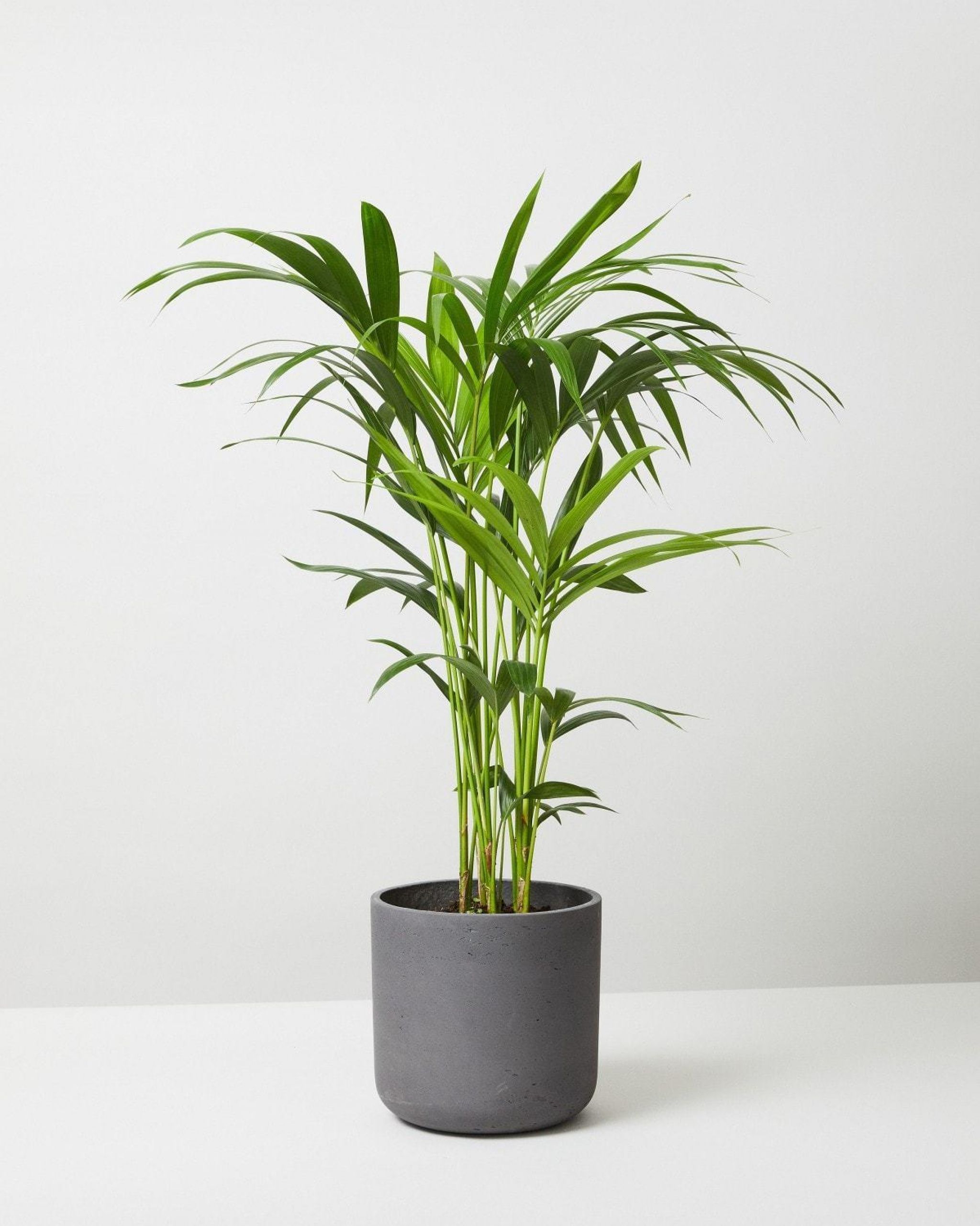 Kentia Palm | Howea Forsteriana | Houseplants | The Stem