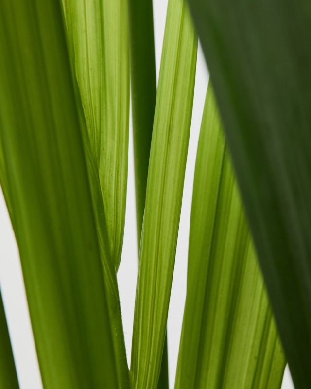 Kentia Palm | Howea Forsteriana | Houseplants | The Stem
