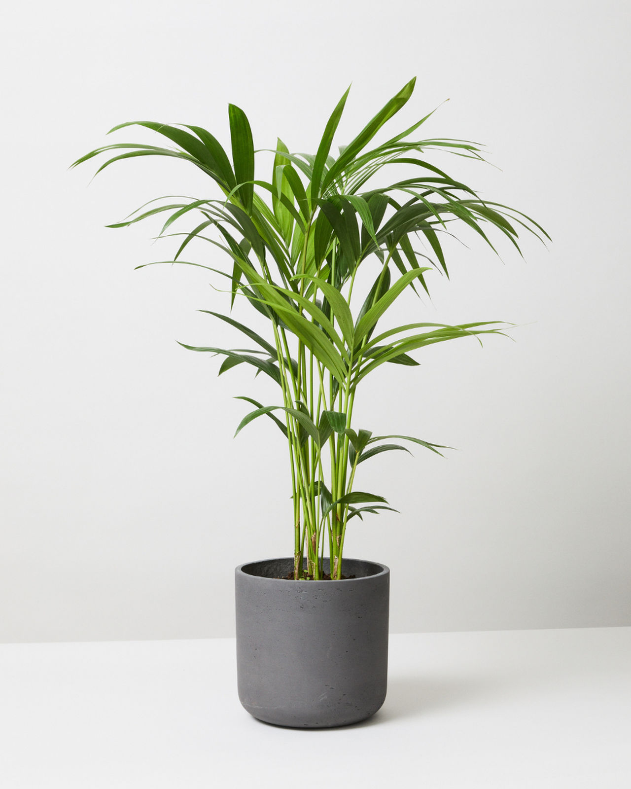 Kentia Palm | Howea Forsteriana | Plant Delivery London | The Stem