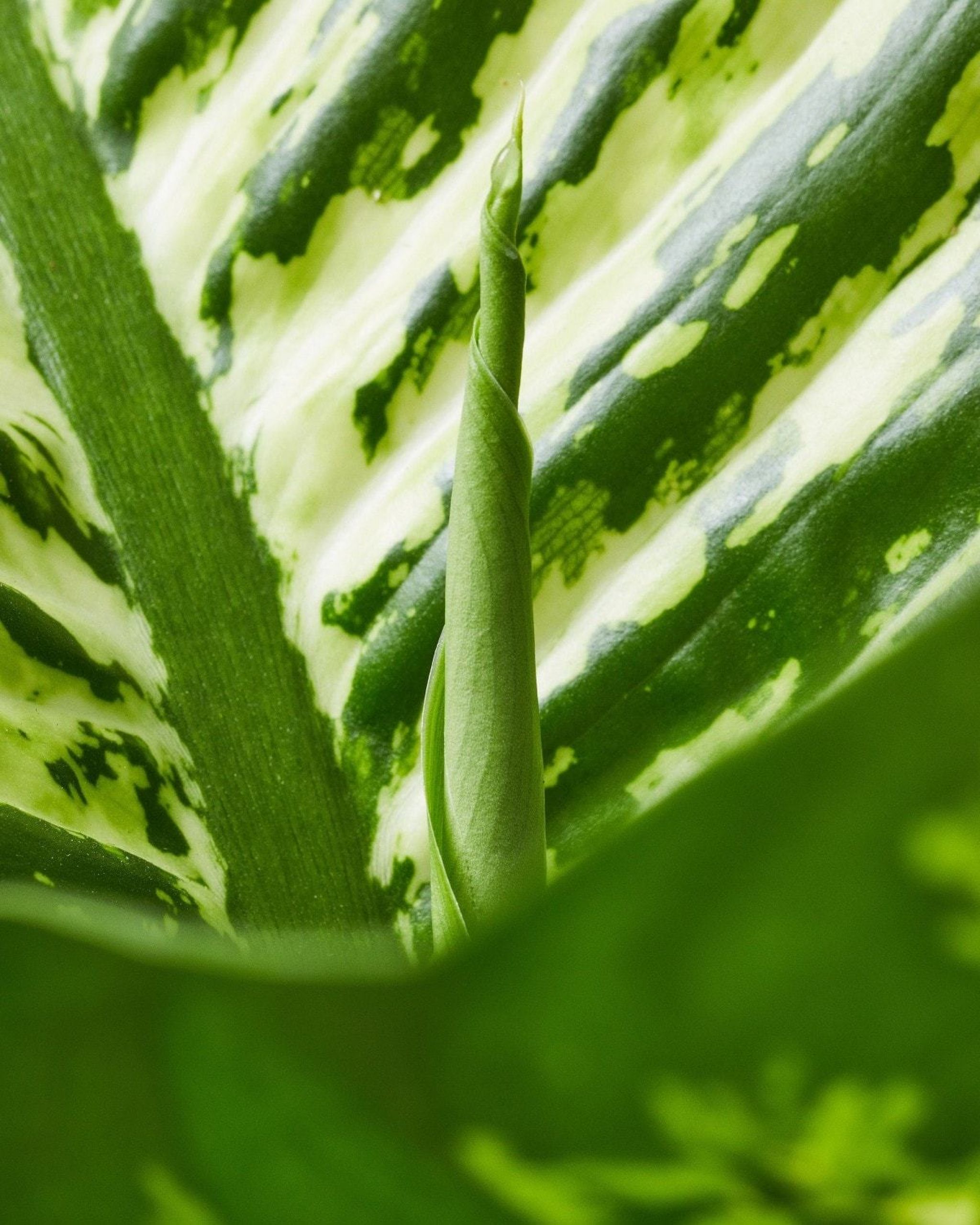 Dieffenbachia Tropic Snow | Dieffenbachia Seguine | The Stem