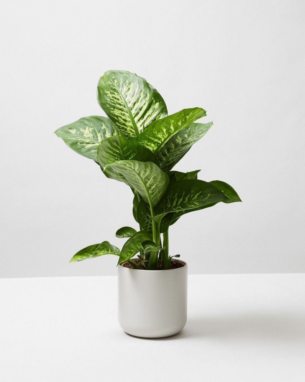 Dieffenbachia Tropic Snow | Dieffenbachia Seguine | The Stem