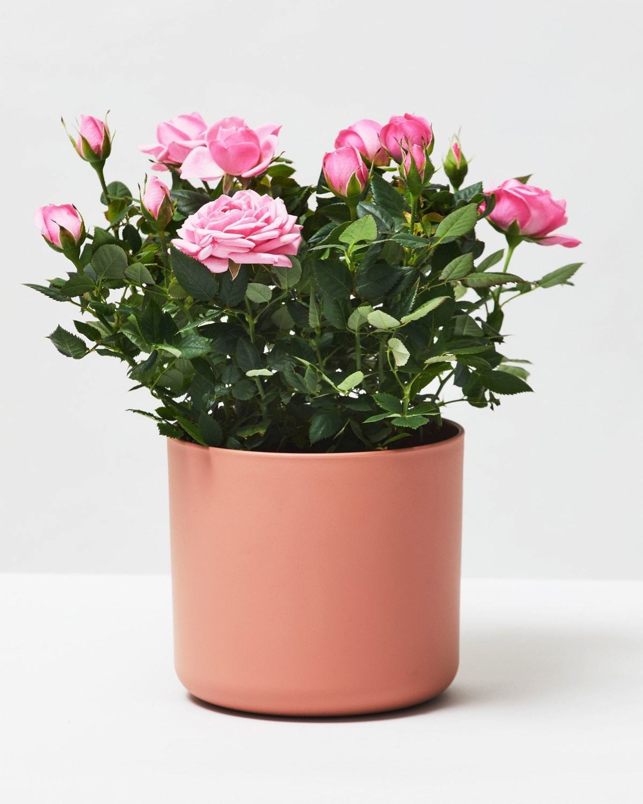 Pink Rose Plant | Living Roses | The Stem