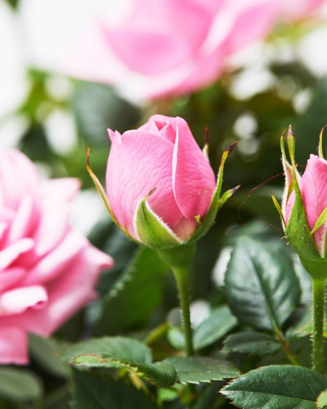 Pink Rose Plant | Living Roses | The Stem