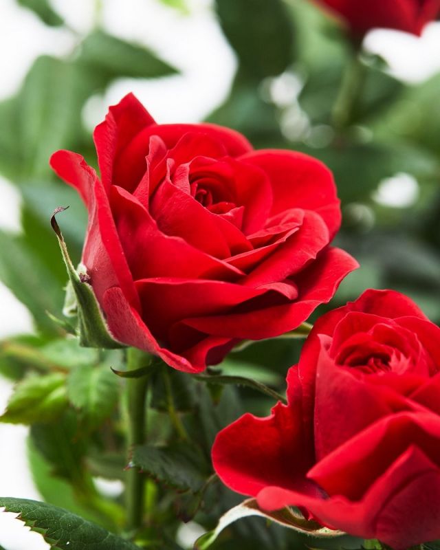 Red Rose Plant | Living Roses | The Stem