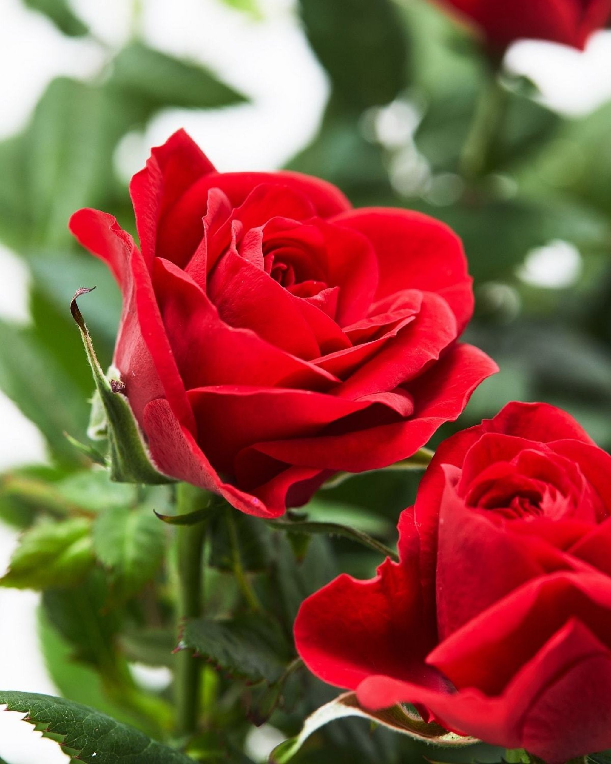 Red Rose Plant | Living Roses | The Stem
