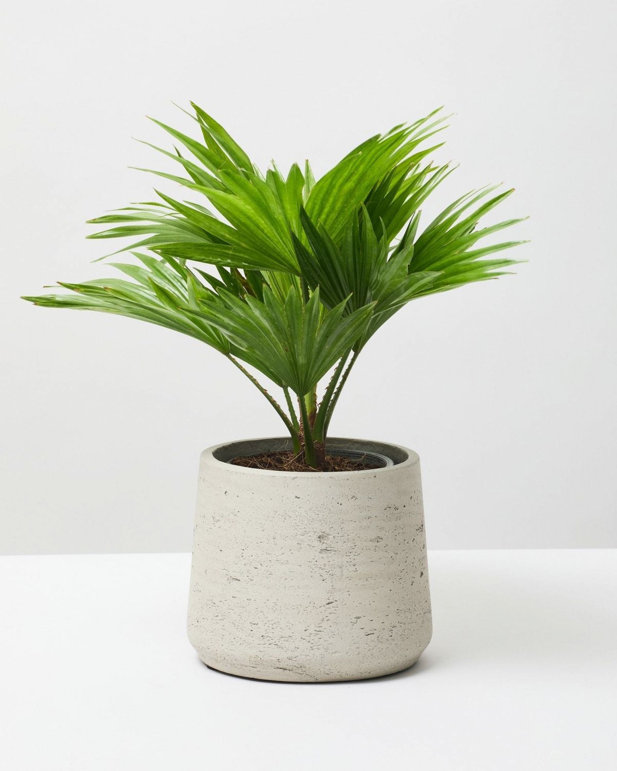 Footstool Palm | Livistona Rotundifolia | The Stem