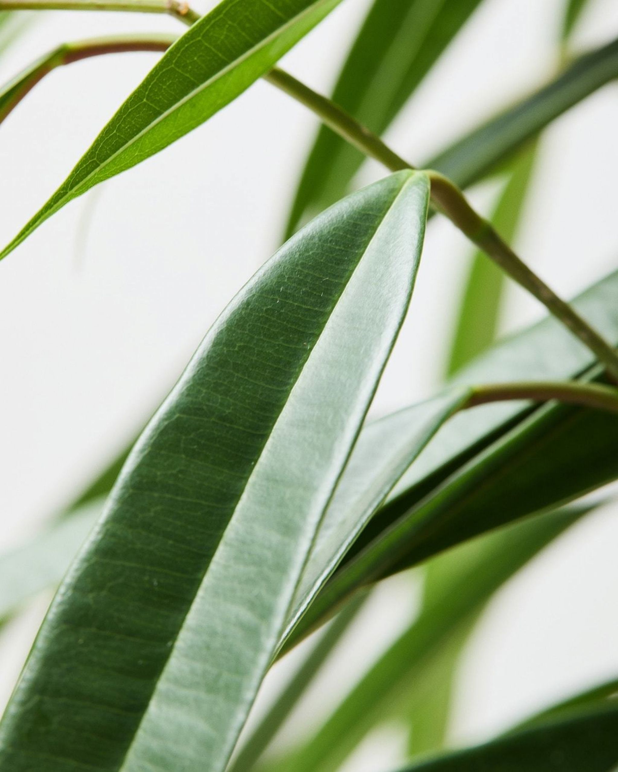 Long Leafed Fig | Ficus Binnendiijkii 'Alii' | The Stem