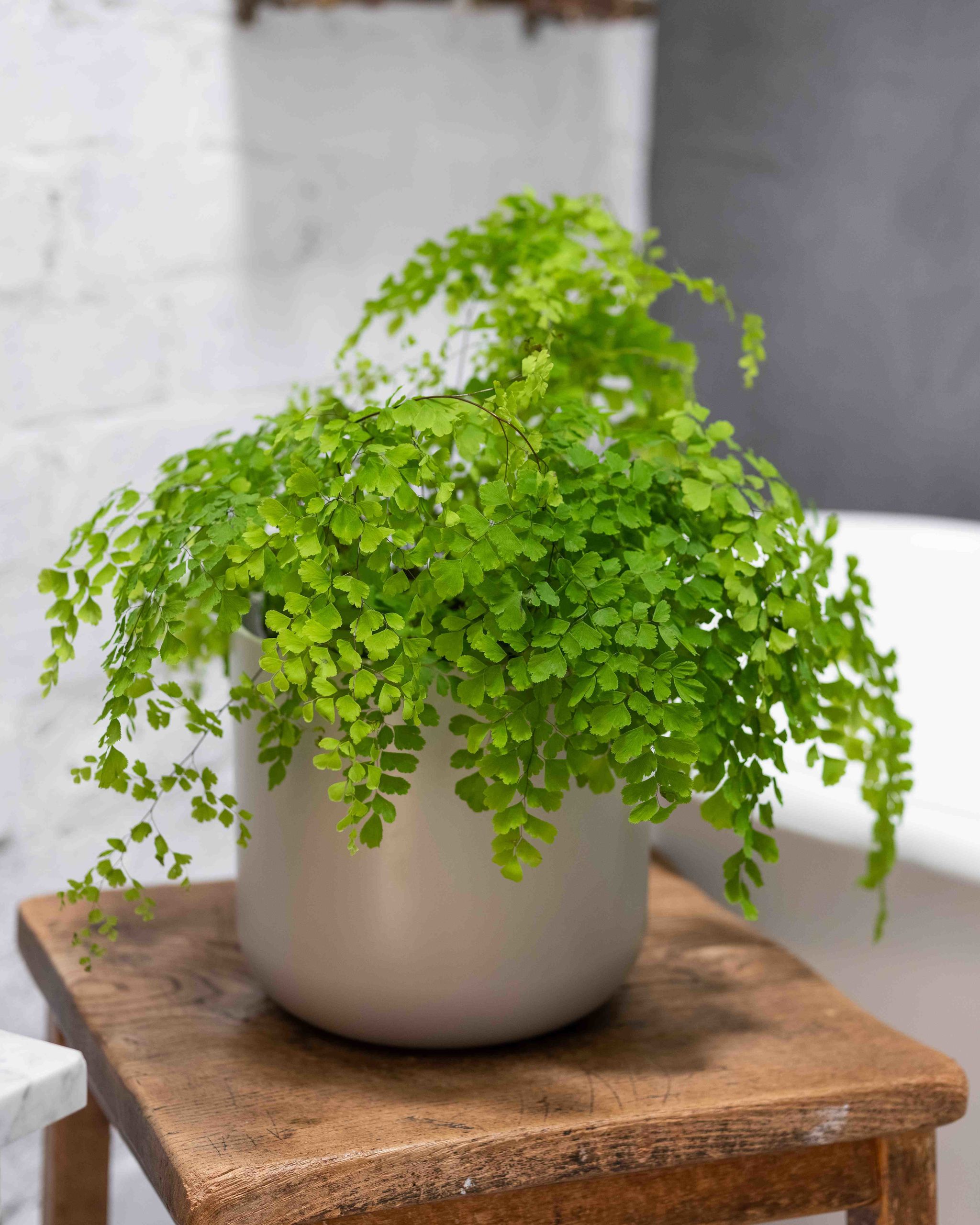Maidenhair Fern | Adiantum Raddianum | The Stem
