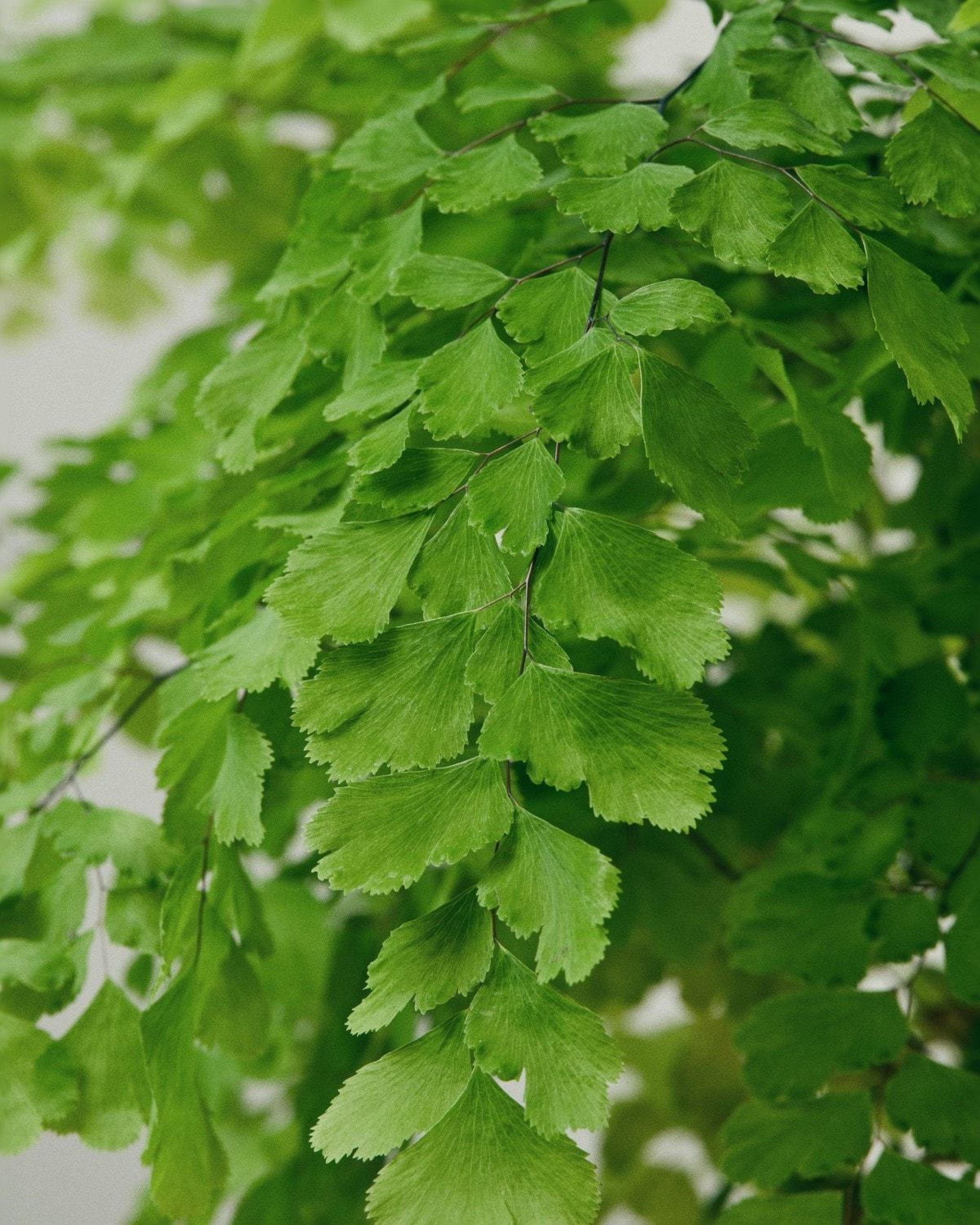 Maidenhair Fern | Adiantum Raddianum | The Stem