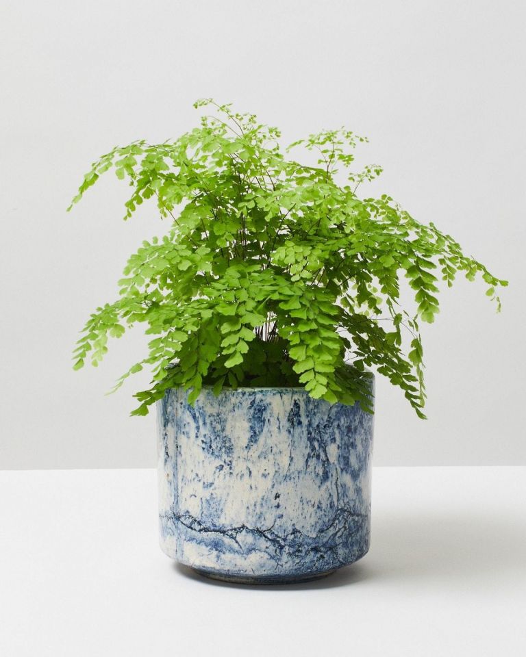 Maidenhair Fern | Adiantum Raddianum | The Stem