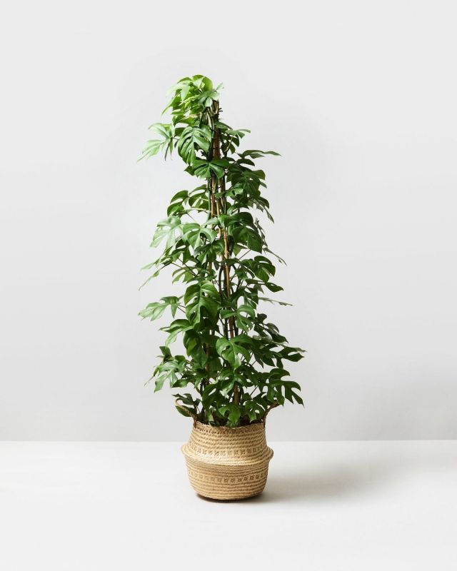 Mini Monstera | Rhaphidophora Tetrasperma | The Stem