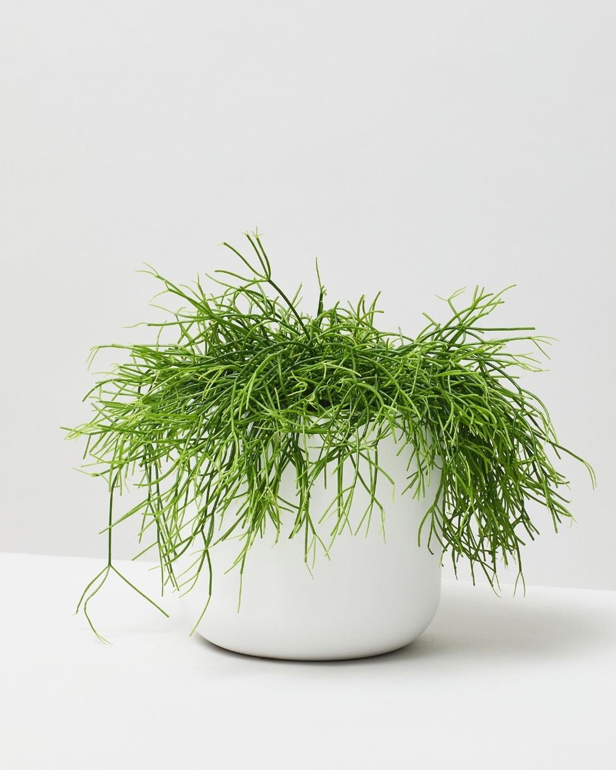 Mistletoe Cactus | Rhipsalis Cassutha | The Stem