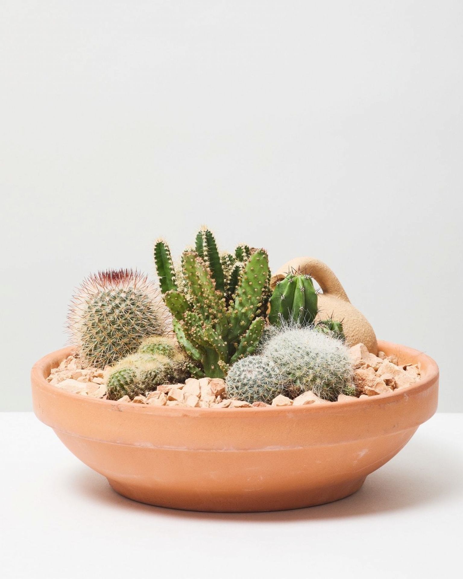 Mixed Cacti in Terracotta Bowl | Cacti & Succulents | Indoor Plants ...