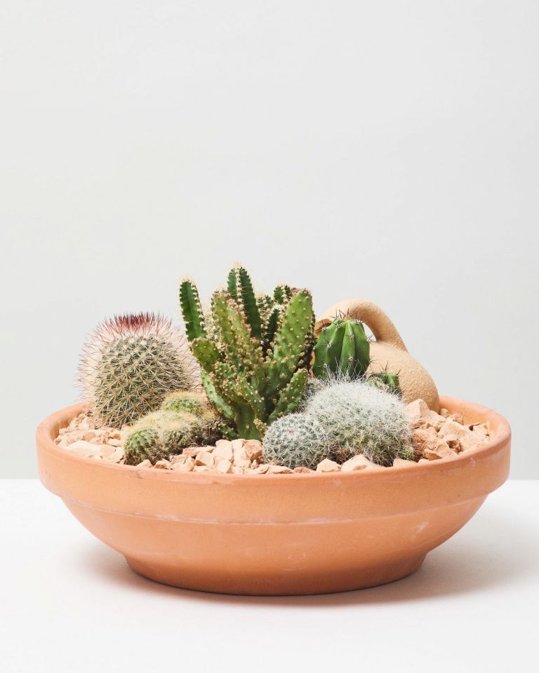 Mixed Cacti in Terracotta Bowl | Cacti & Succulents | Indoor Plants ...
