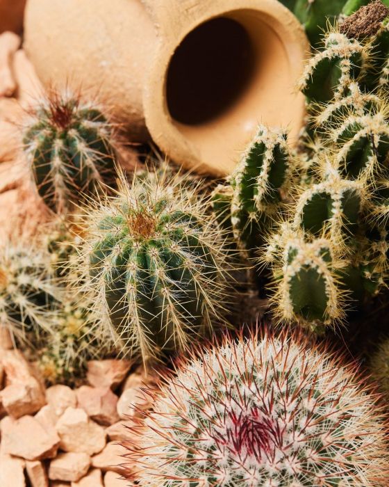 Mixed Cacti in Terracotta Bowl | Cacti & Succulents | Indoor Plants ...