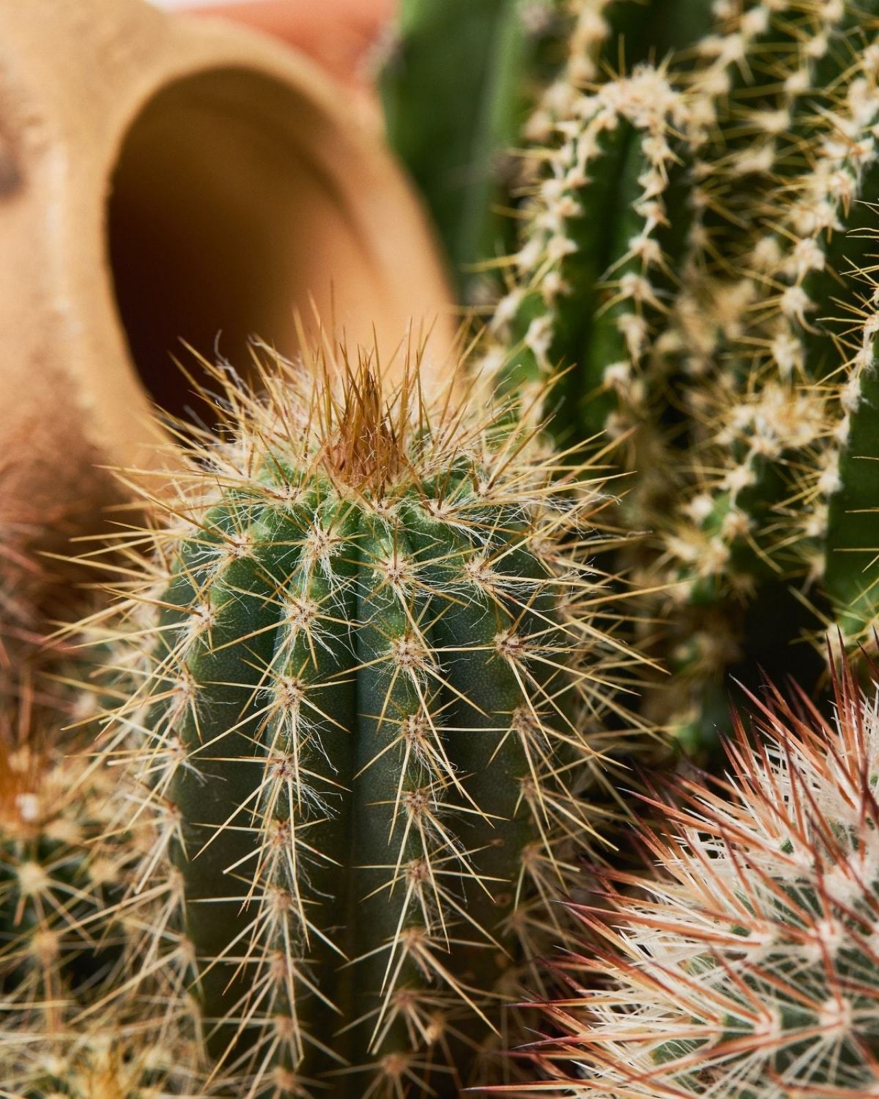Mixed Cacti in Terracotta Bowl | Cacti & Succulents | Indoor Plants ...