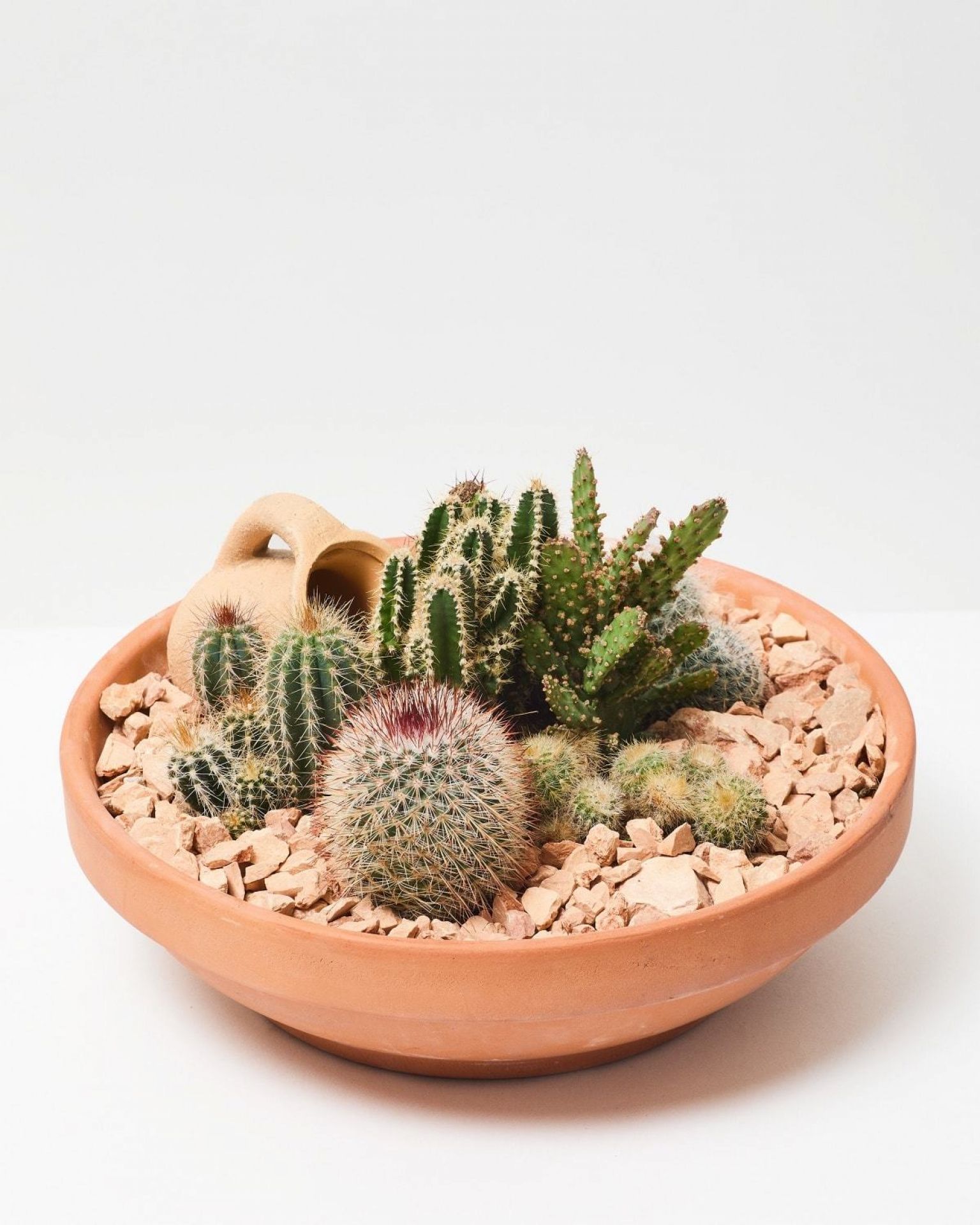 Mixed Cacti in Terracotta Bowl | Cacti & Succulents | Indoor Plants ...