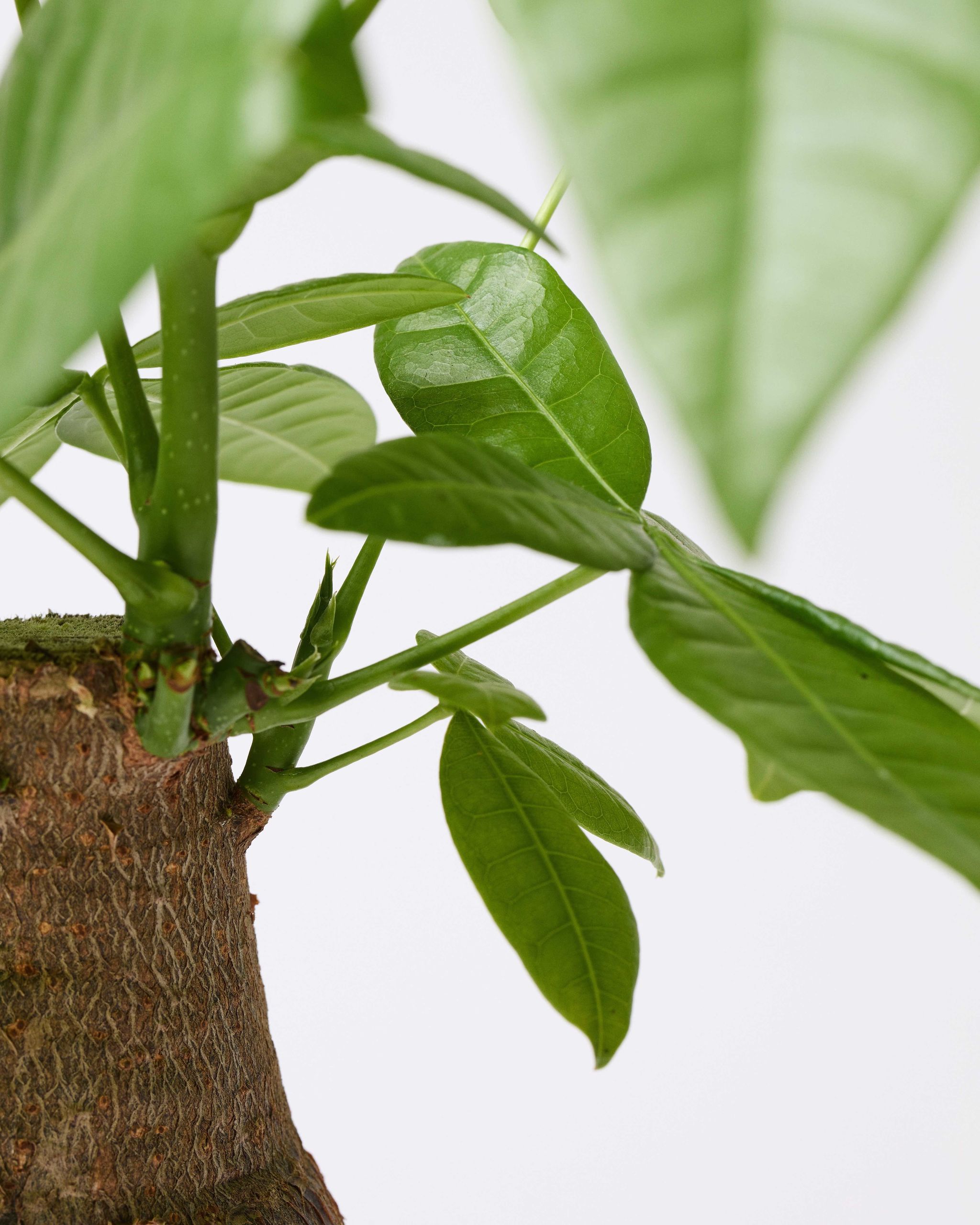 Bonsai Money Tree | Pachira Aquatica | The Stem