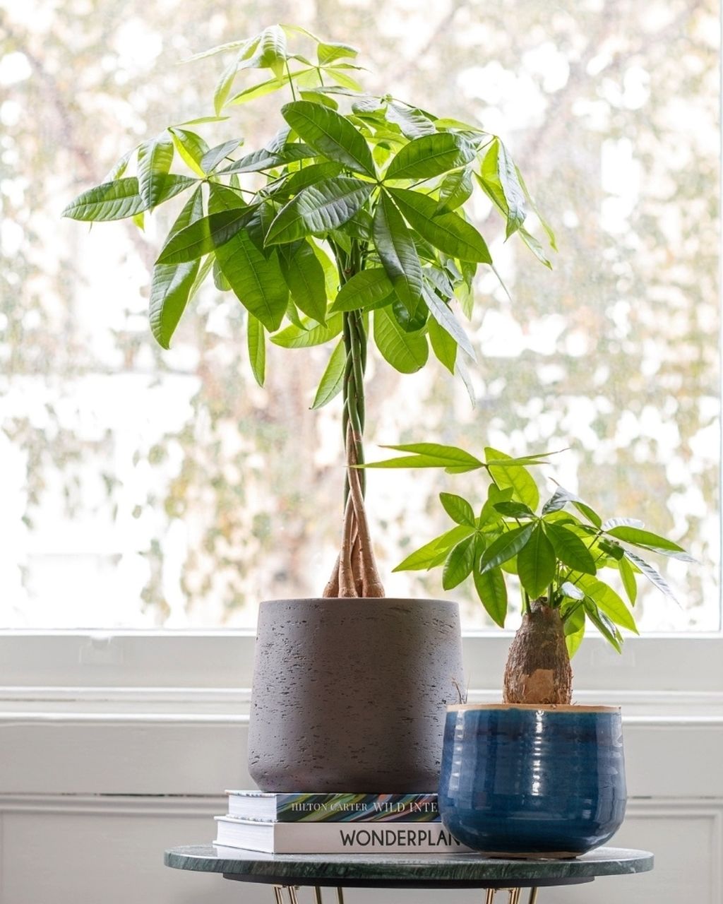 Bonsai Money Tree | Pachira Aquatica | The Stem