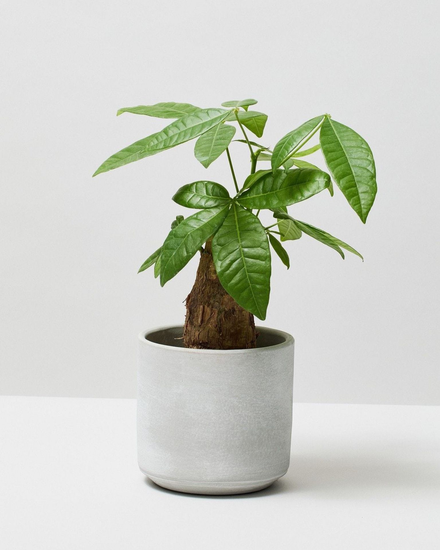 Bonsai Money Tree | Pachira Aquatica | Indoor Plants & Houseplants ...