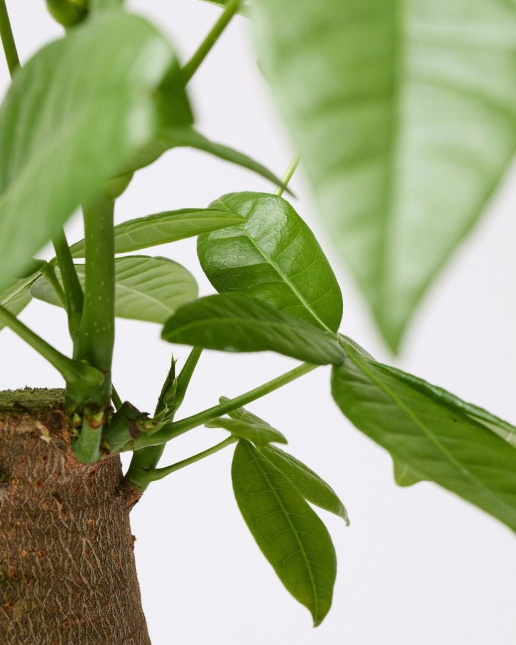 Bonsai Money Tree | Pachira Aquatica | Indoor Plants & Houseplants ...