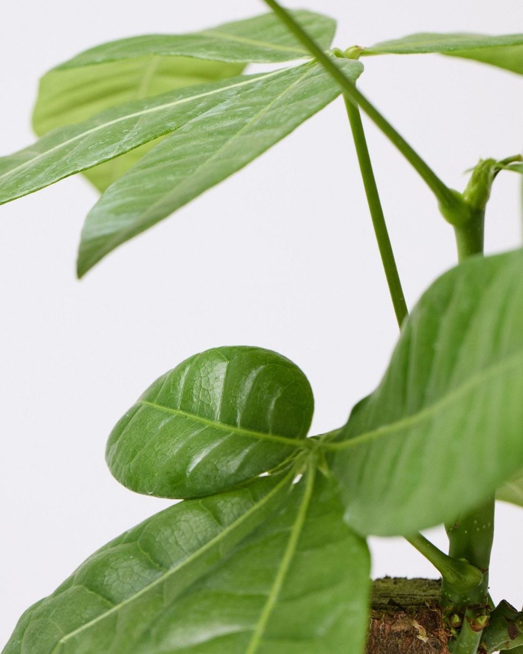 Bonsai Money Tree | Pachira Aquatica | Indoor Plants & Houseplants ...