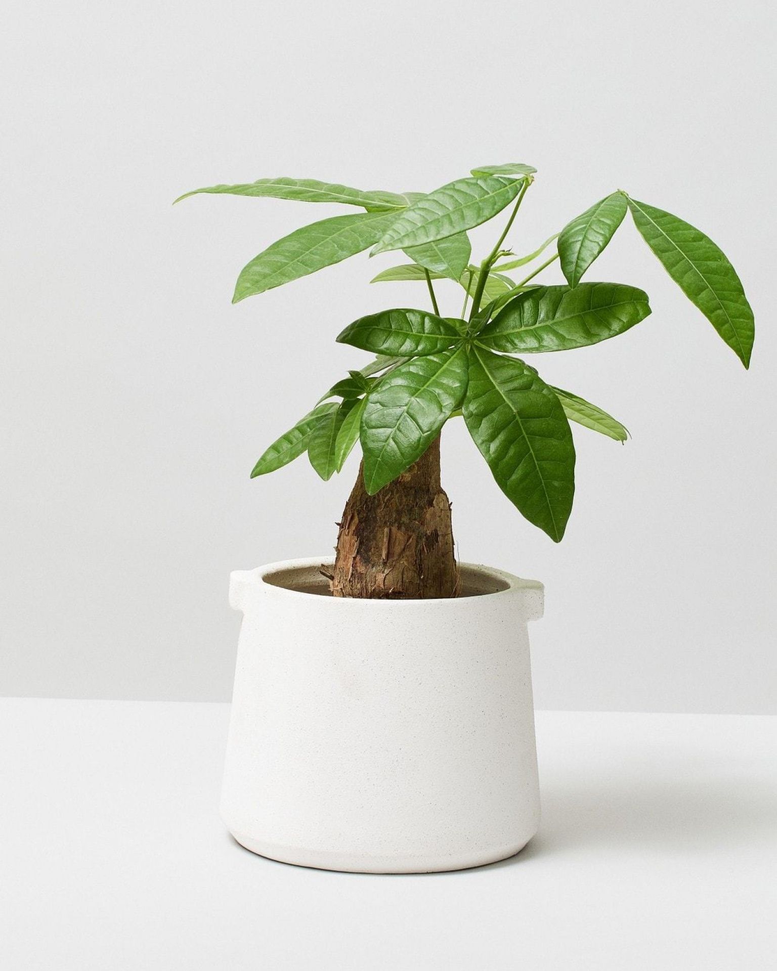 Bonsai Money Tree | Pachira Aquatica | Indoor Plants & Houseplants ...
