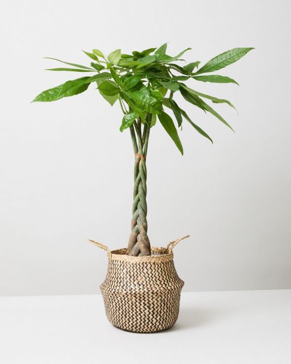 ZZ Plant | Zamioculcas Zamiifolia | Houseplants | The Stem