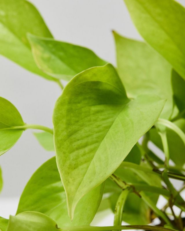 Neon Pothos Plant | Epipremnum Aureum | The Stem
