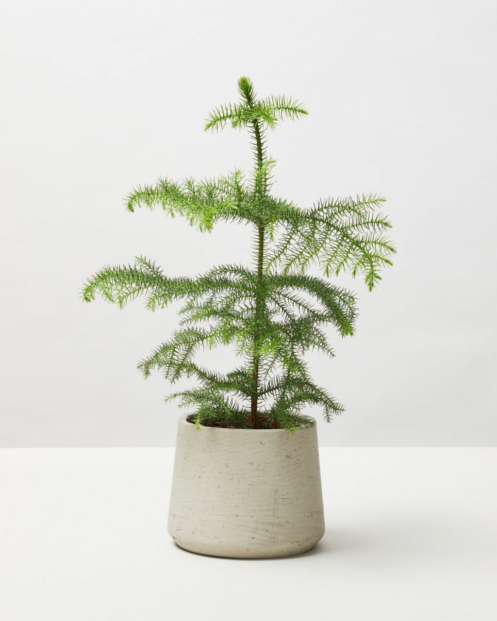 Norfolk Island Pine Christmas Tree