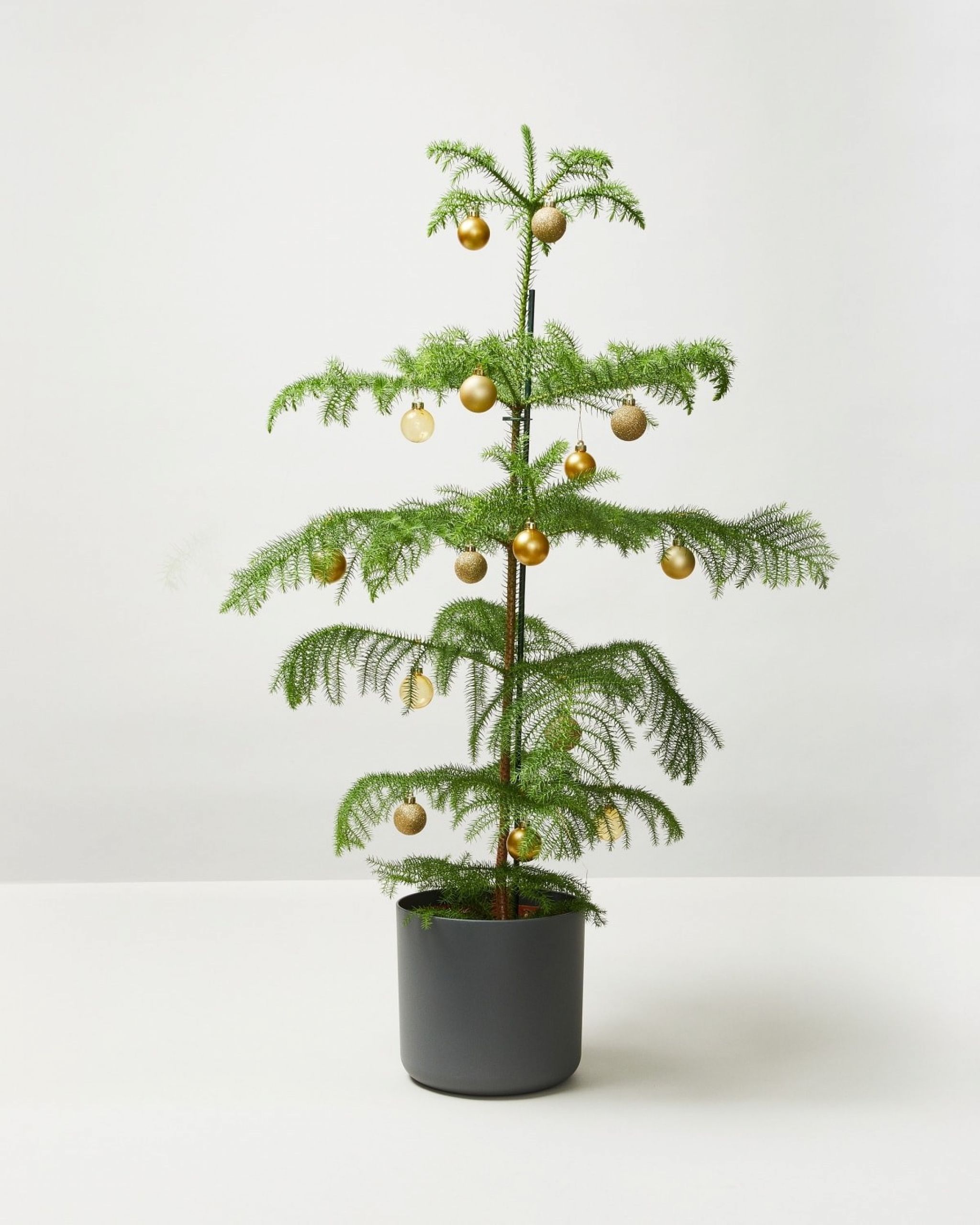 Norfolk Island Pine Christmas Tree