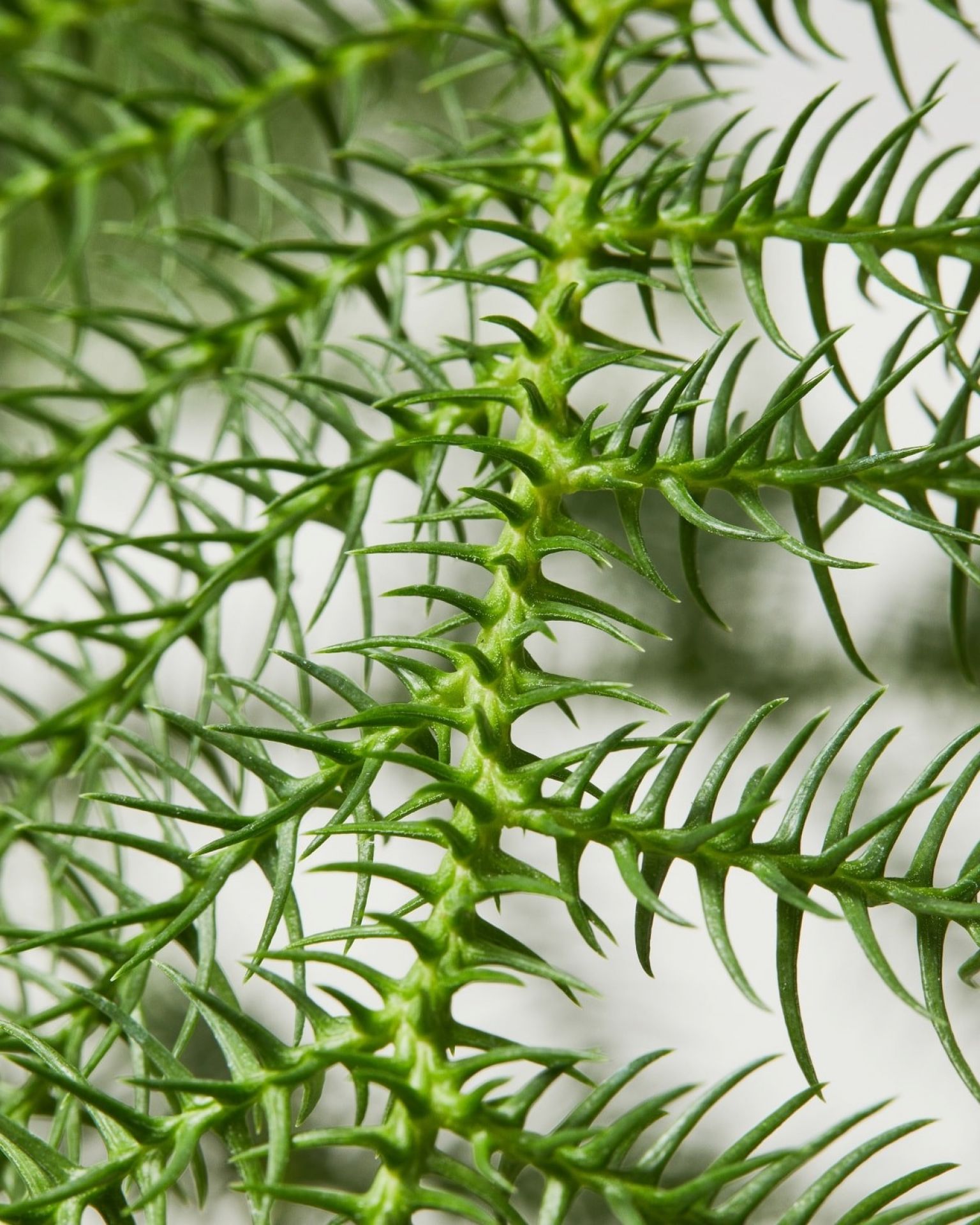 Norfolk Island Pine Christmas Tree