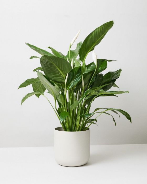 Peace Lily | Spathiphyllum | Houseplants | The Stem
