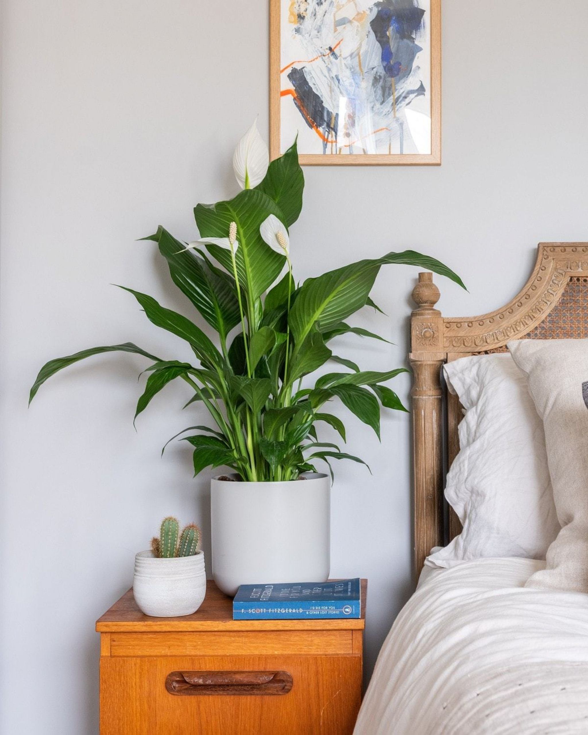 Peace Lily | Spathiphyllum | Houseplants | The Stem
