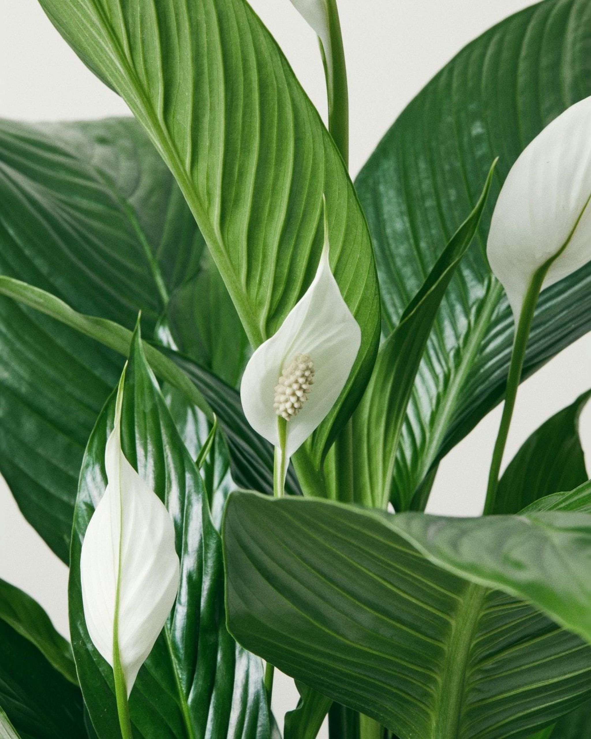 Peace Lily | Spathiphyllum | Houseplants | The Stem