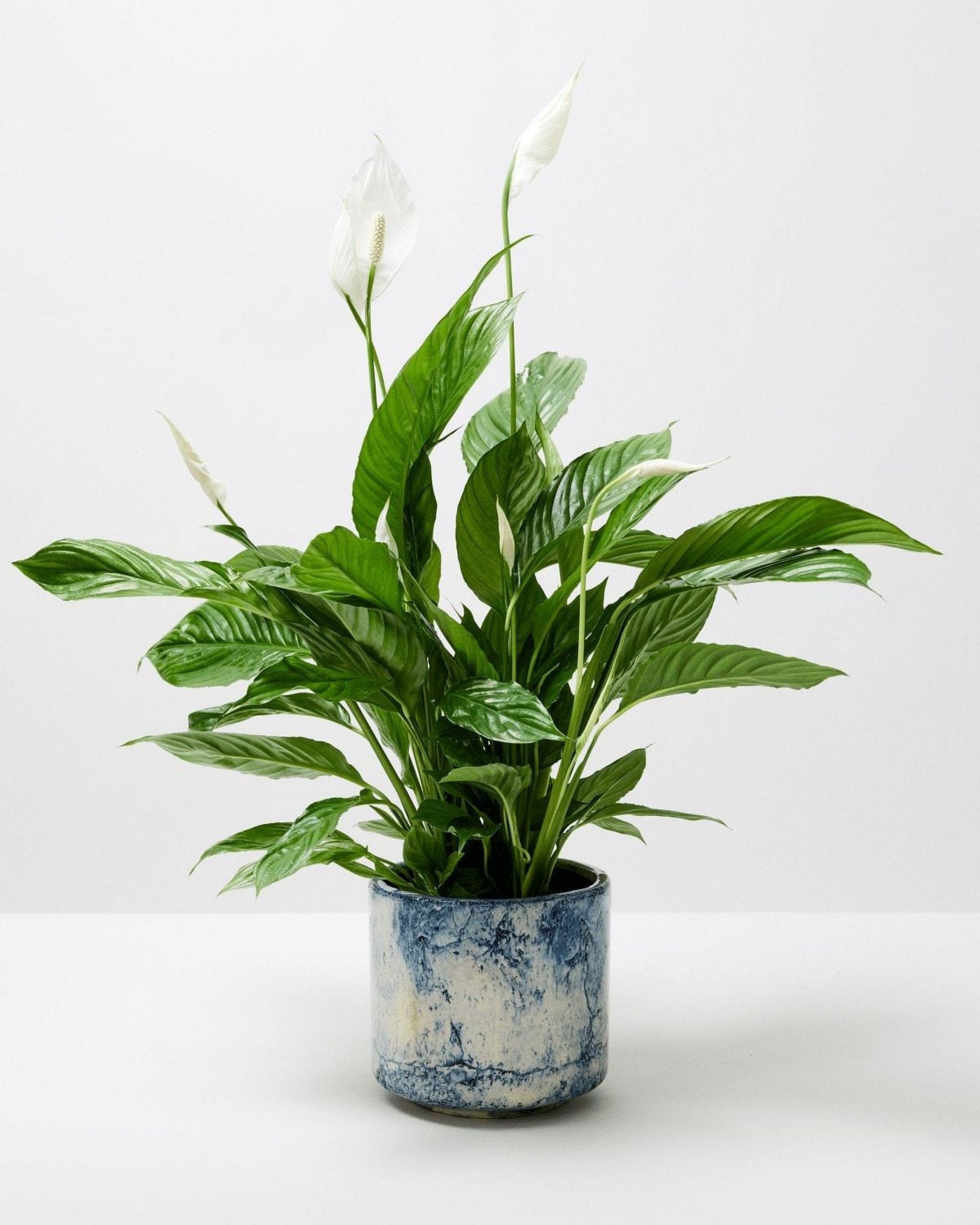 Peace Lily | Spathiphyllum | Houseplants | The Stem