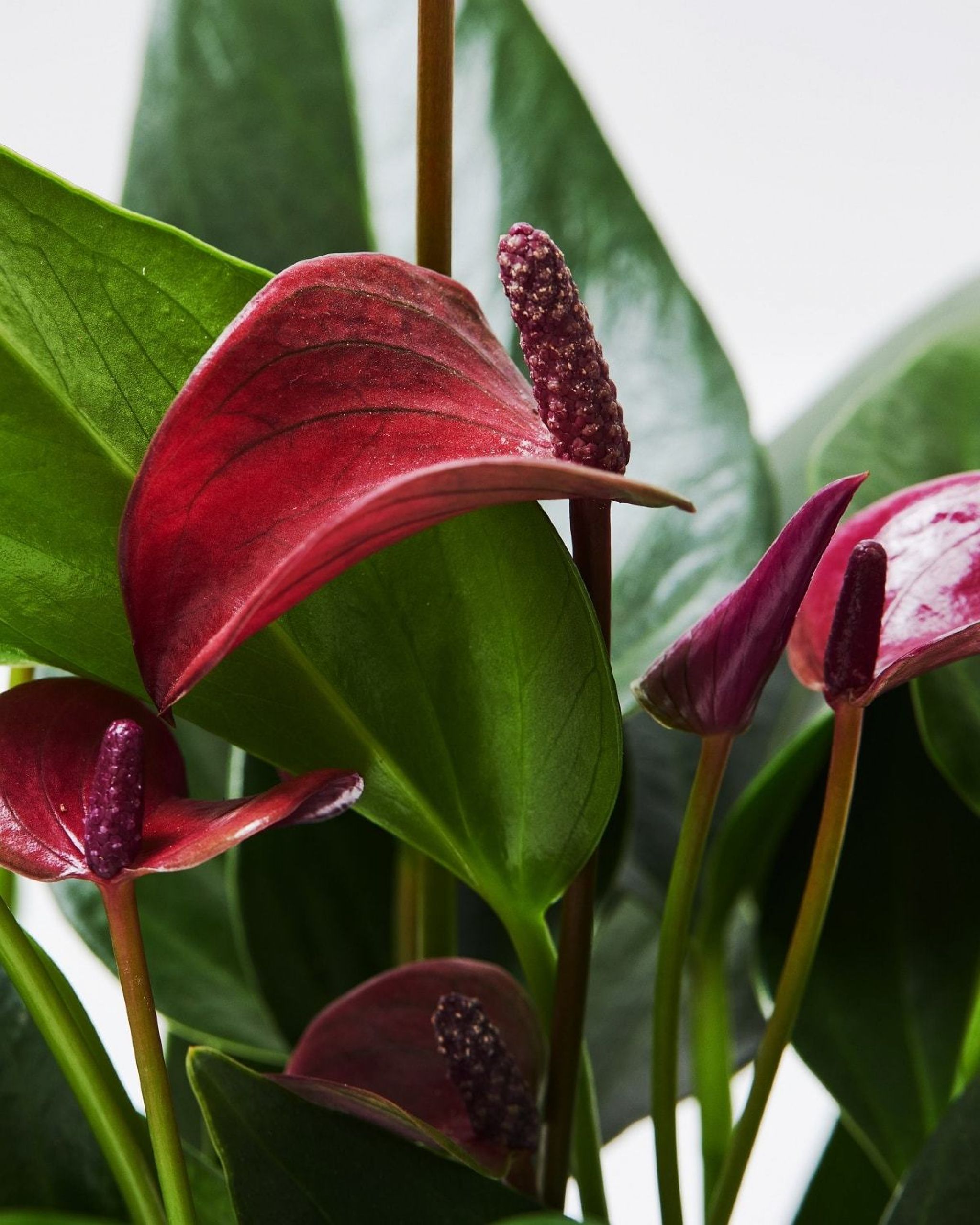 Purple Flamingo Flower | Peat Free Plant | The Stem