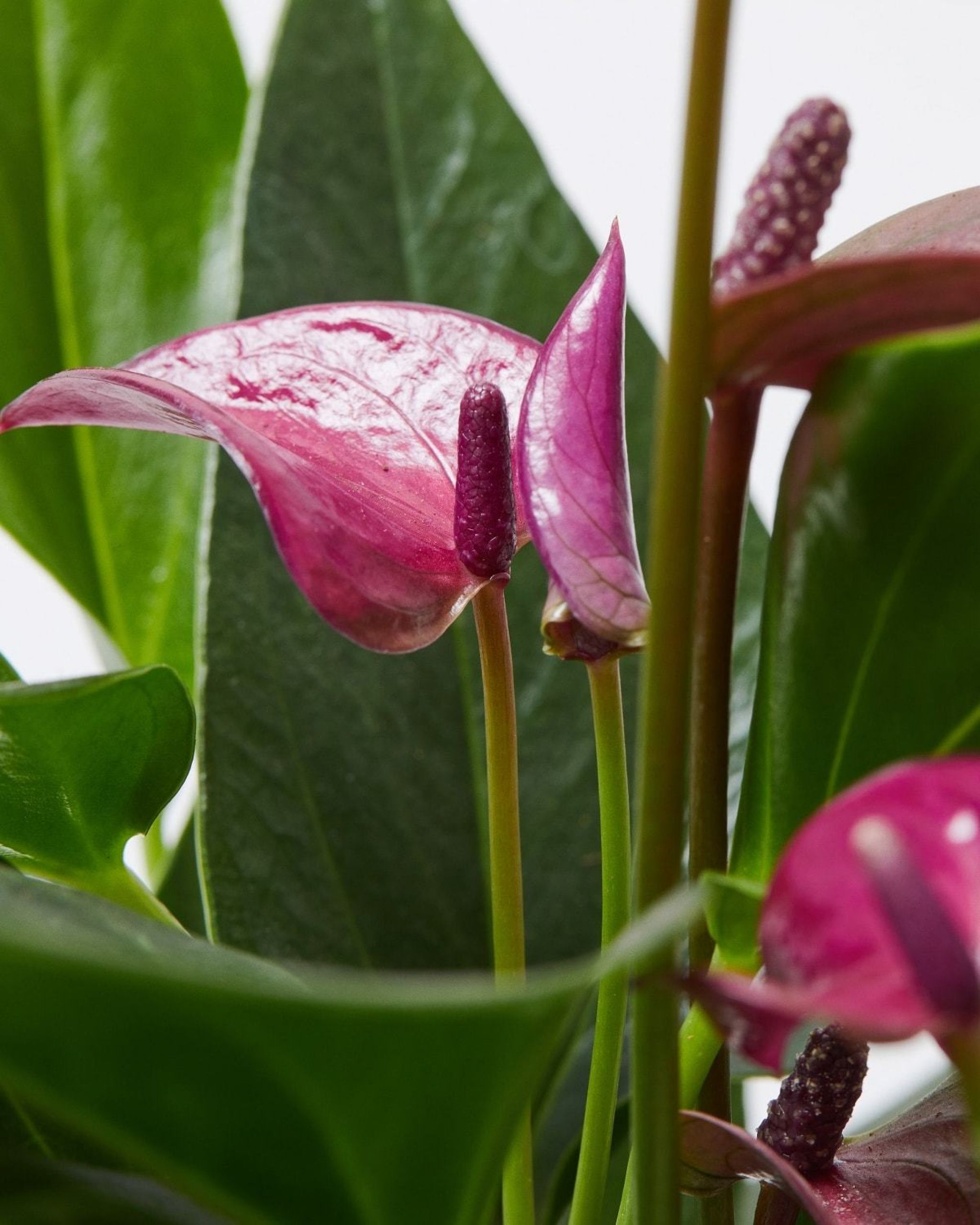 Purple Flamingo Flower | Peat Free Plant | The Stem