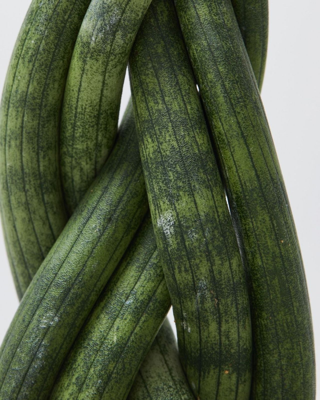 Braided Snake Plant Cylindrical | The Stem