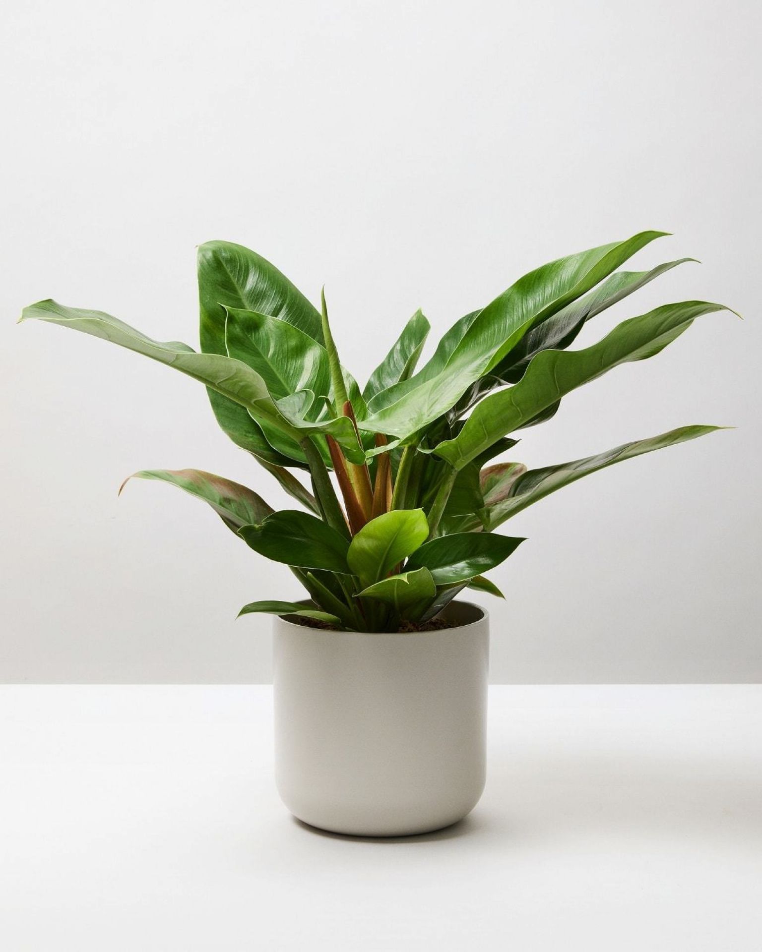 Philodendron Imperial Green | The Stem