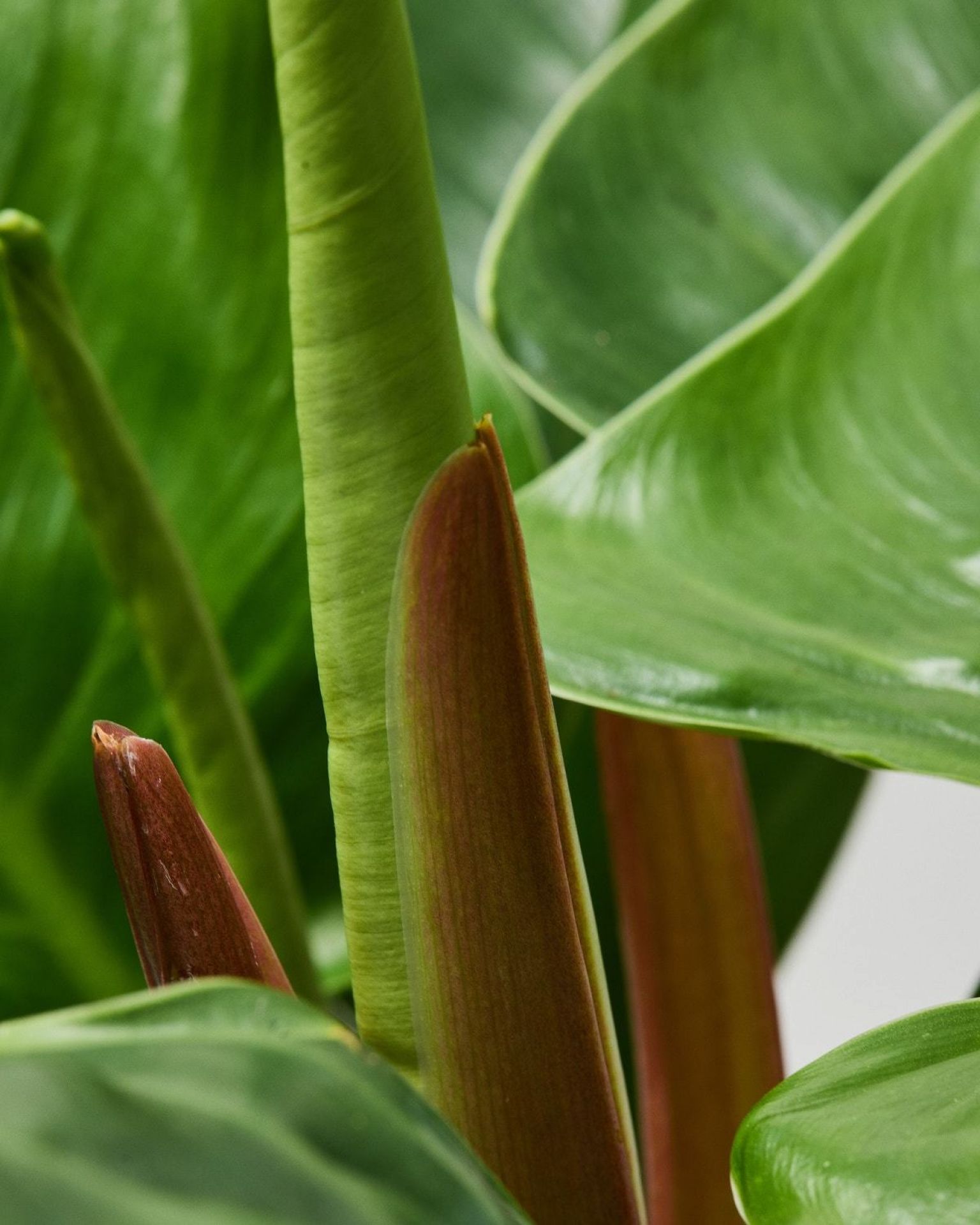 Philodendron Imperial Green | The Stem